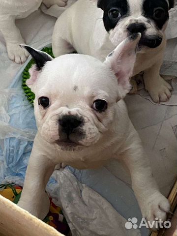 Французский бульдог щенки