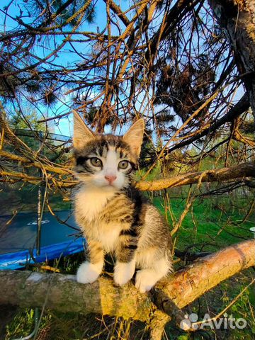 Котята девочки