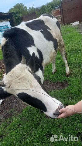 Тёлочка голштинской породы