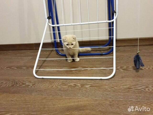 Котенок-демон