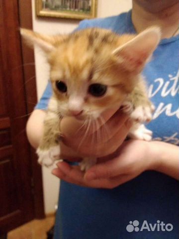 Котенок 5 недель