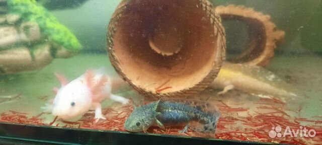 Редкий вид аксалотля долматин