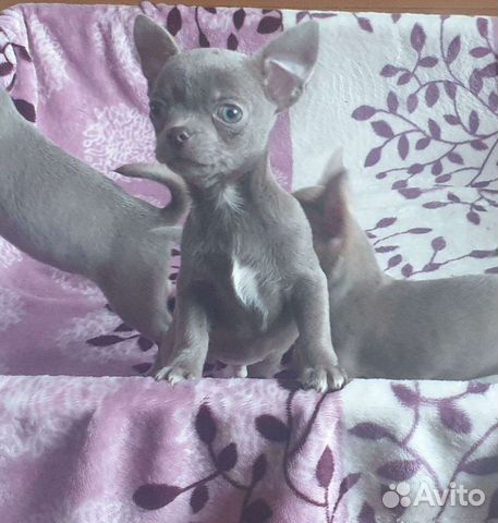 Девочка лиловая Чихуахуа