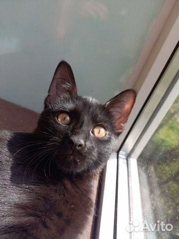 Черный котенок девочка