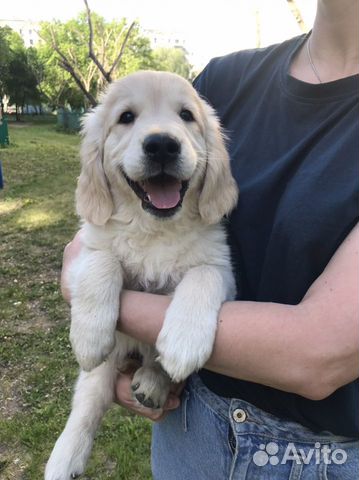 Щенки золотистого ретривера