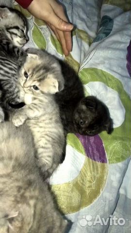 Шотландская