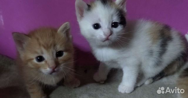 Котенок. Доставка бесплатно