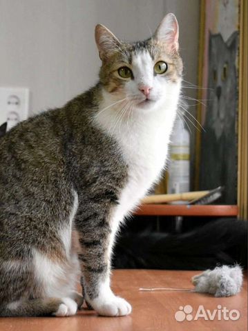 Кот