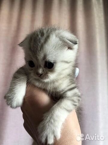 Скоттиш-фолд,скоттиш-страйт
