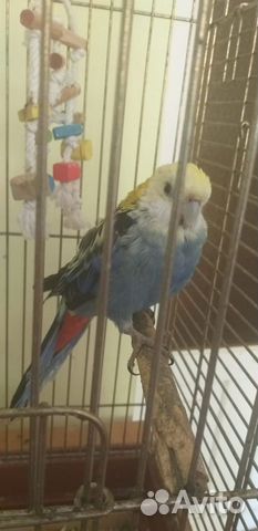 Попугай розелла