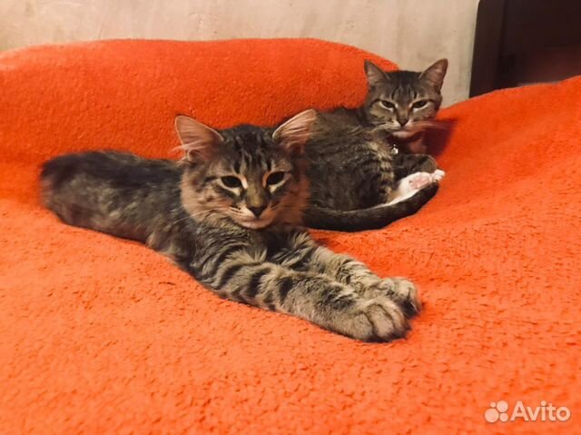 Кошка и кот ищут передержку