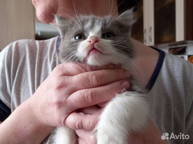 Кошки породистые бесплатно