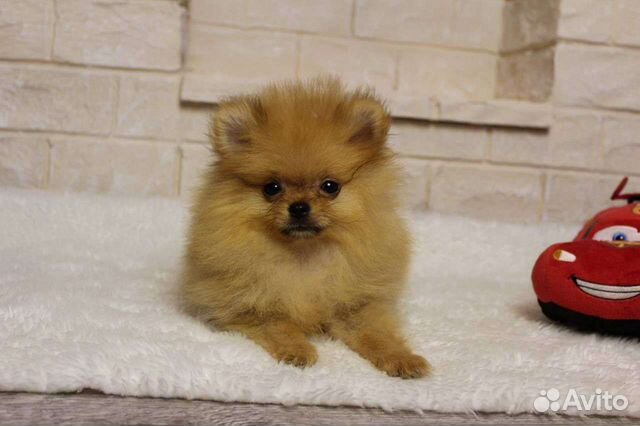 Мини шпицульки