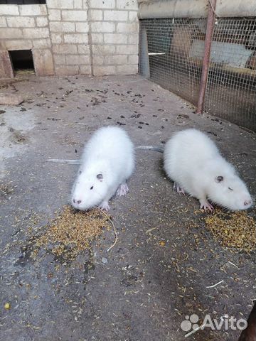 Нутрии на племя