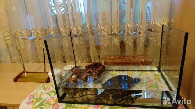 Черепаха с аквариумом