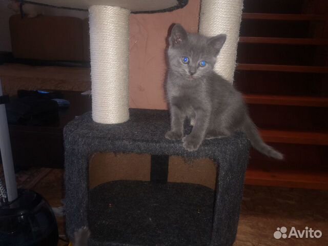 Отдам в добрые руки