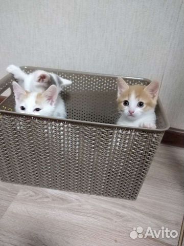 Котёночек мальчик в добрые руки