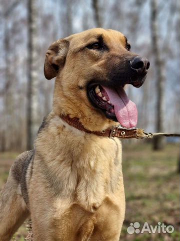 Никому не нужный пёс ищет дом