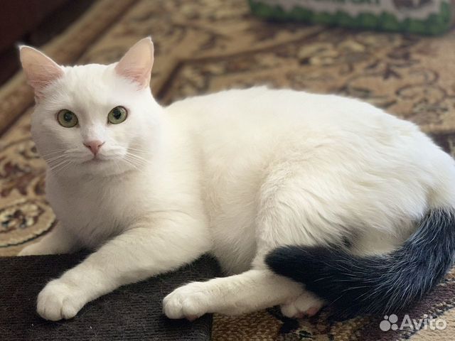 Чудесный котик срочно ищет маму или папу