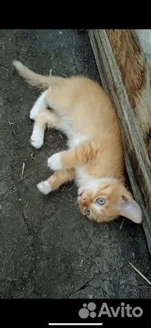 Котята бесплатно