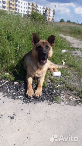 Ищет дом собака