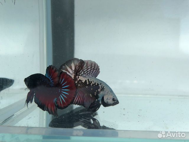 Петушки плакат