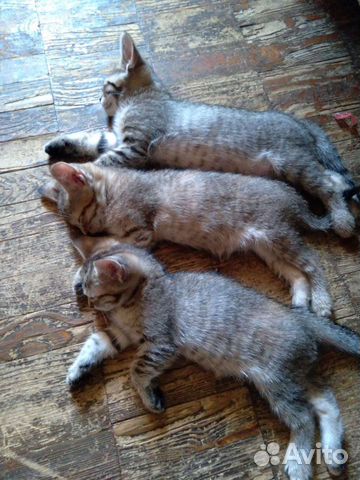 Котята от домашней кошки,родились 7 апреля