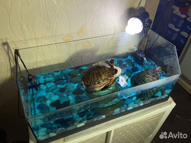 Отдаем в добрые руки двух красноухих черепах