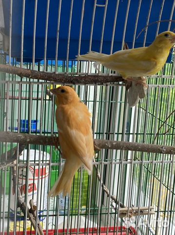 Канарейка кенар