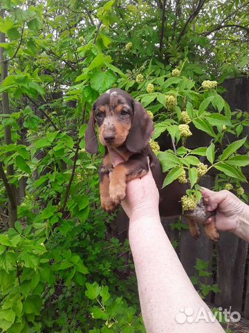 Такса г/ш мини мальчик