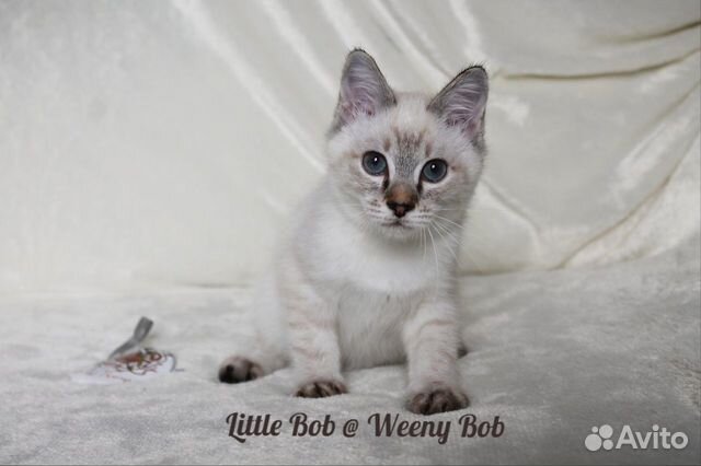Котенок миниатюрной редкой породы Той-боб