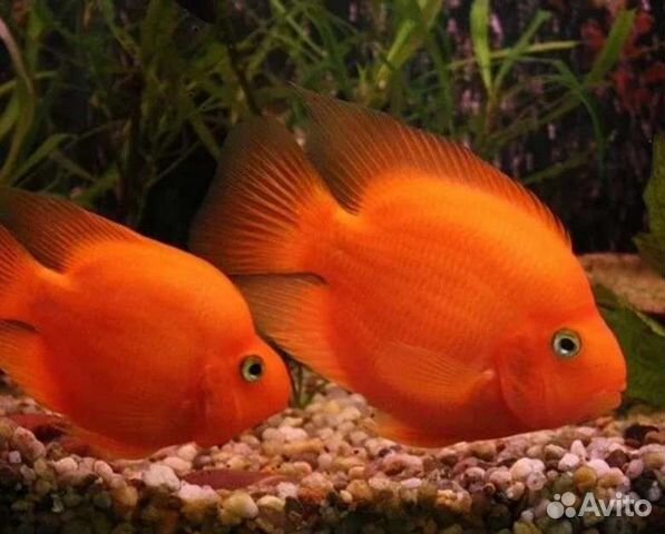 Рыбка. Рифовый попугай