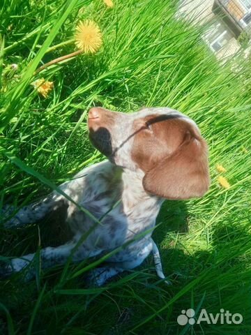 Лабрадор-долматинец