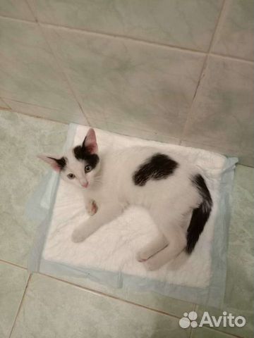 Отдам котенка в добрые руки