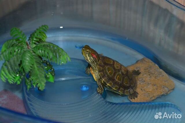 2 декоративные черепашки с террариумом