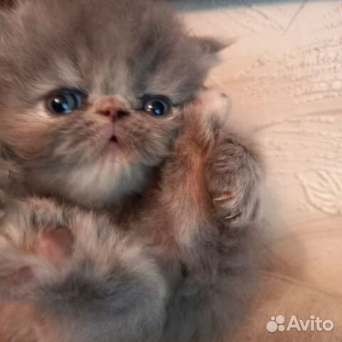 Персидские котята