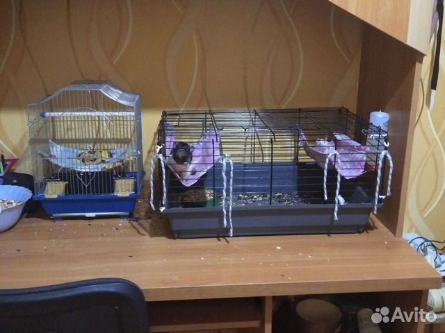 Крысы с клетками