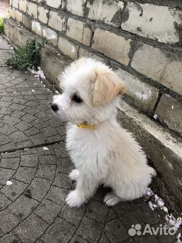 Смесь болонка ши-тцу