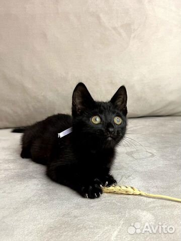 Маленькая бомбейская лэди