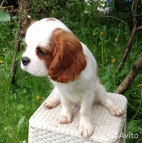 Кавалер кинг чарльз спаниель
