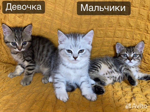 Котята в добрые руки)