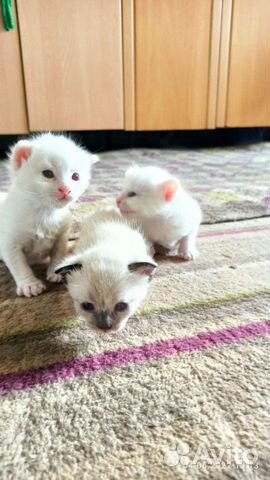 Котята в добрые руки бесплатно