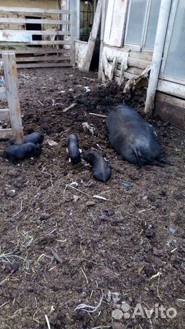 Козлята, поросят вьетнамские, вислобрюхие