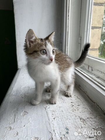 Котенок девочка трехцветная