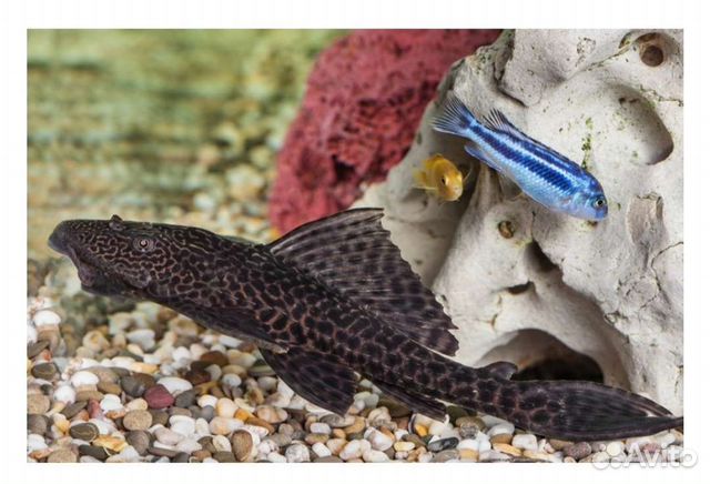 Плекостомус