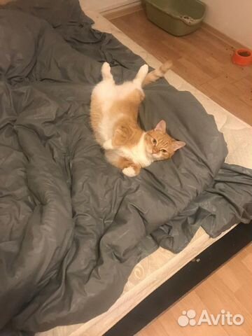 Отдам бесплатно петерболд кота и кошечку