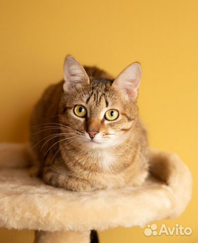 Кошечка Мурка в добрые руки