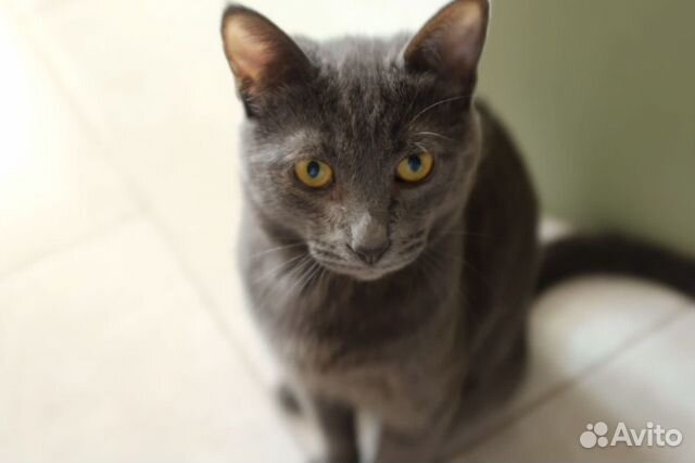 Котенок Тони Русская голубая