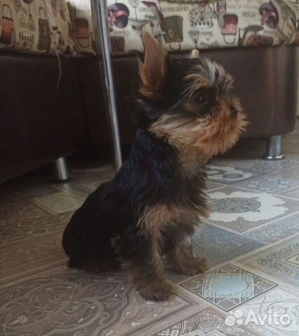 Йоркширский терьер