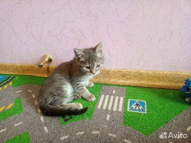 Маленькая игривая кошечка Стеша ищет дом